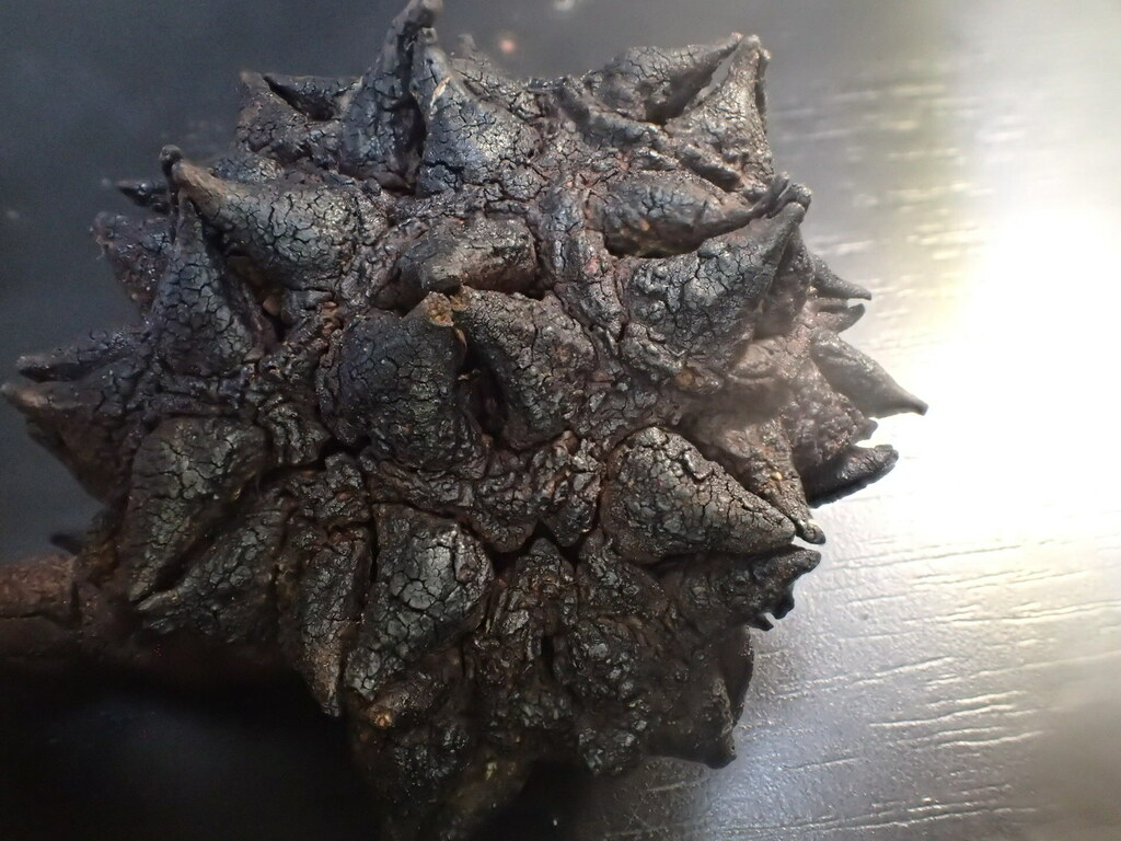 spider gum from Perth WA, Australia on November 15, 2023 at 09:31 AM by ...