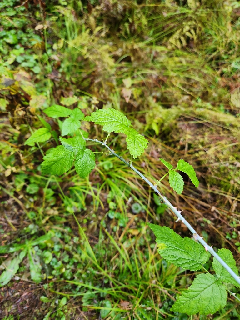 whitebark raspberry from Ashford, WA 98304, USA on November 9, 2023 at ...