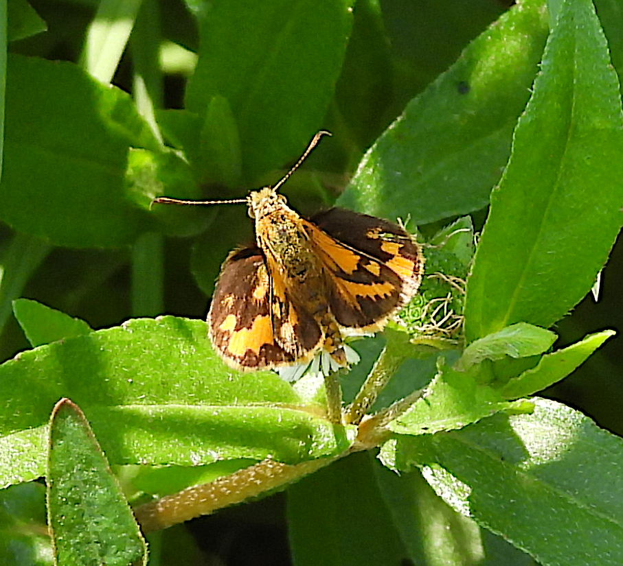 Wide-brand Grass-dart from Mullers Lagoon Park, Bowen QLD 4805 ...