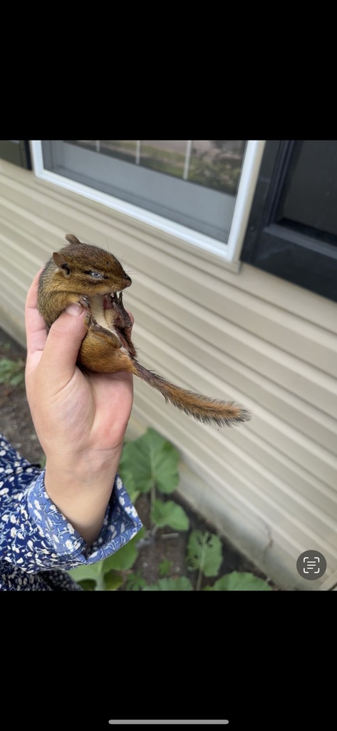 Eastern Chipmunk from Pennsylvania St, Carmel, IN, US on November 14 ...