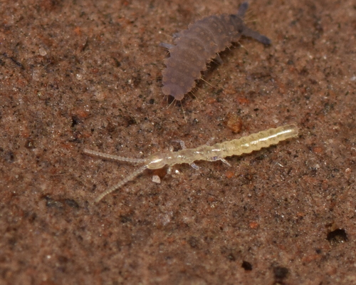 Family Procampodeidae · iNaturalist