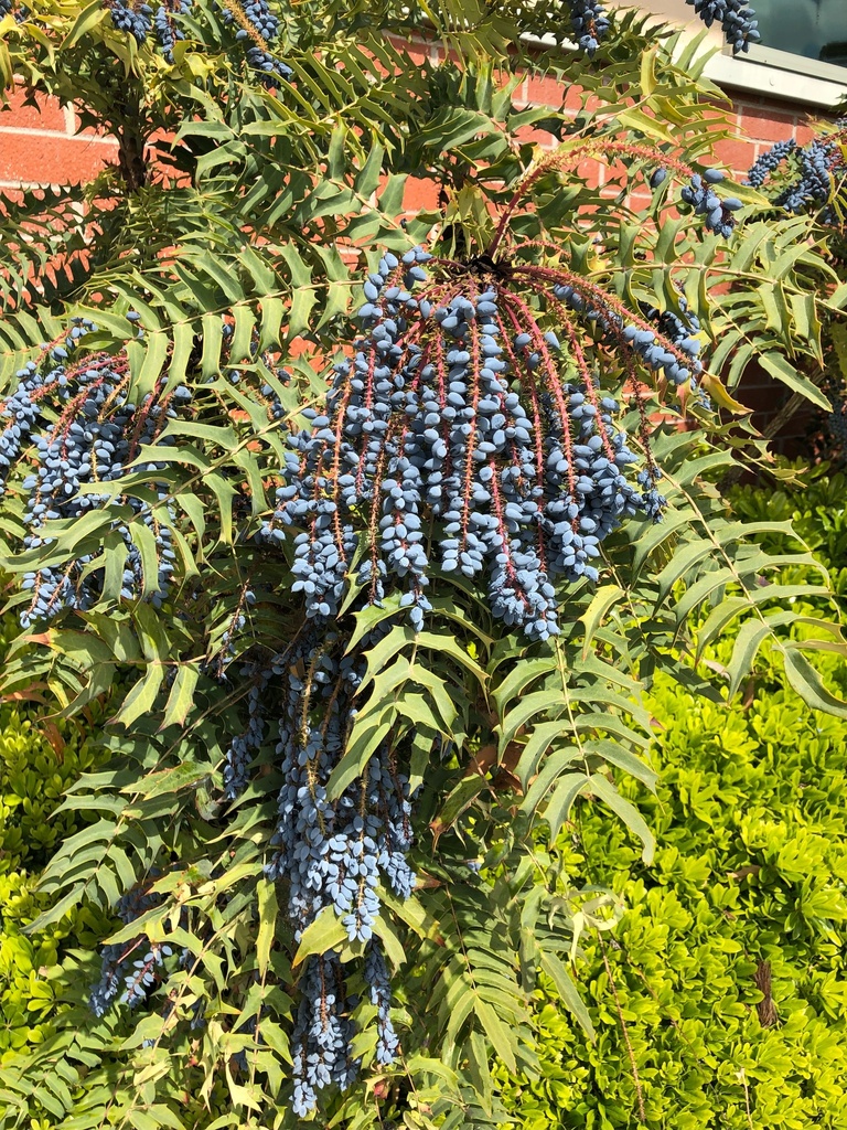 Mountain Grape from Tierrasanta Os, San Diego, CA, US on May 25, 2019 ...