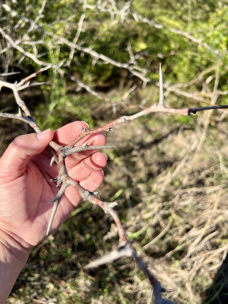 honey locust from Prairie Trail, Aubrey, TX, US on November 14, 2023 at ...