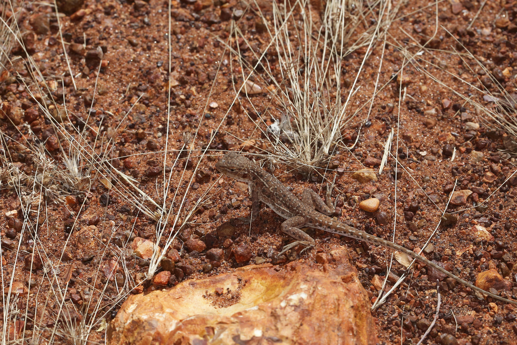 Military Dragon from Ranken NT 4825, Australia on June 22, 2023 at 10: ...