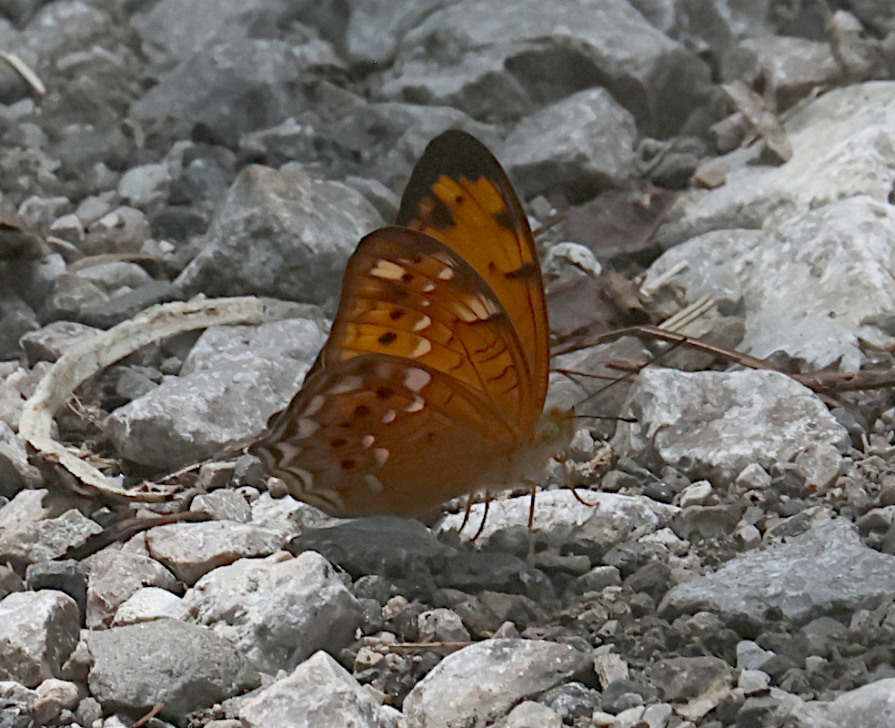 Tailed Rustic from Manusela National Park, Maluku County, Maluku ...