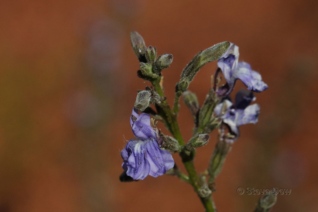 Goodenia azurea from Ranken NT 4825, Australia on June 22, 2023 at 10: ...