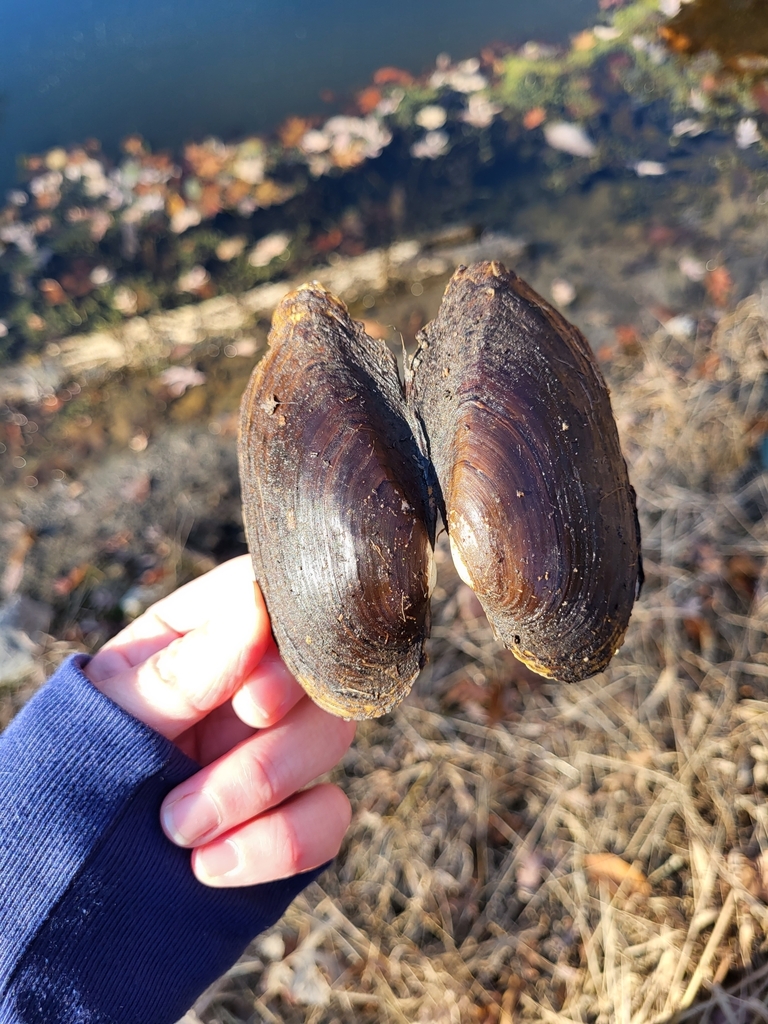 Pondhorn from martel purdue on November 11, 2023 at 02:00 PM by Grace ...