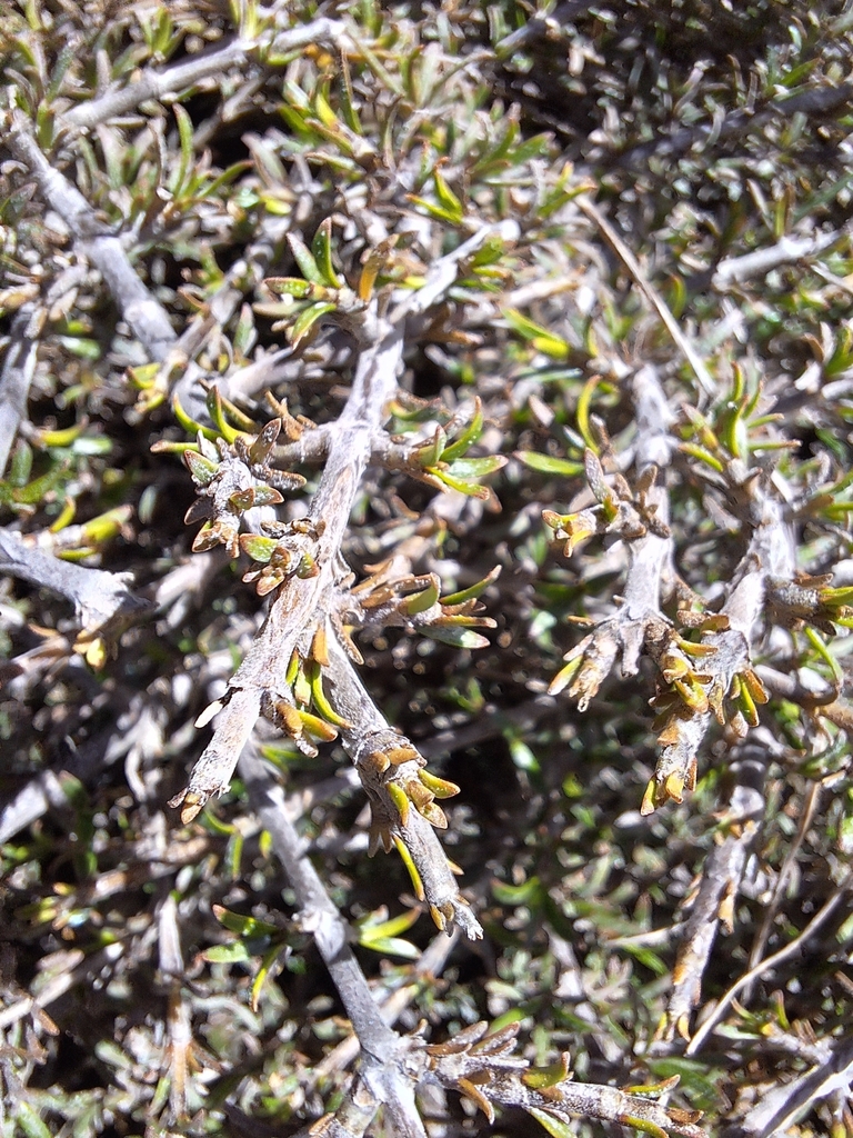 Coprosma brunnea from Windwhistle, New Zealand on November 14, 2023 at ...