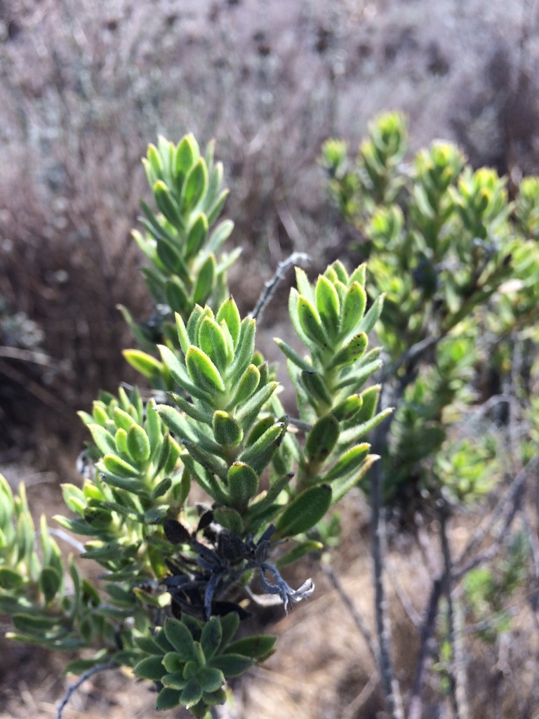 Eightday Healthbush from 7646, Paarl, WC, ZA on March 25, 2019 at 11:50 ...