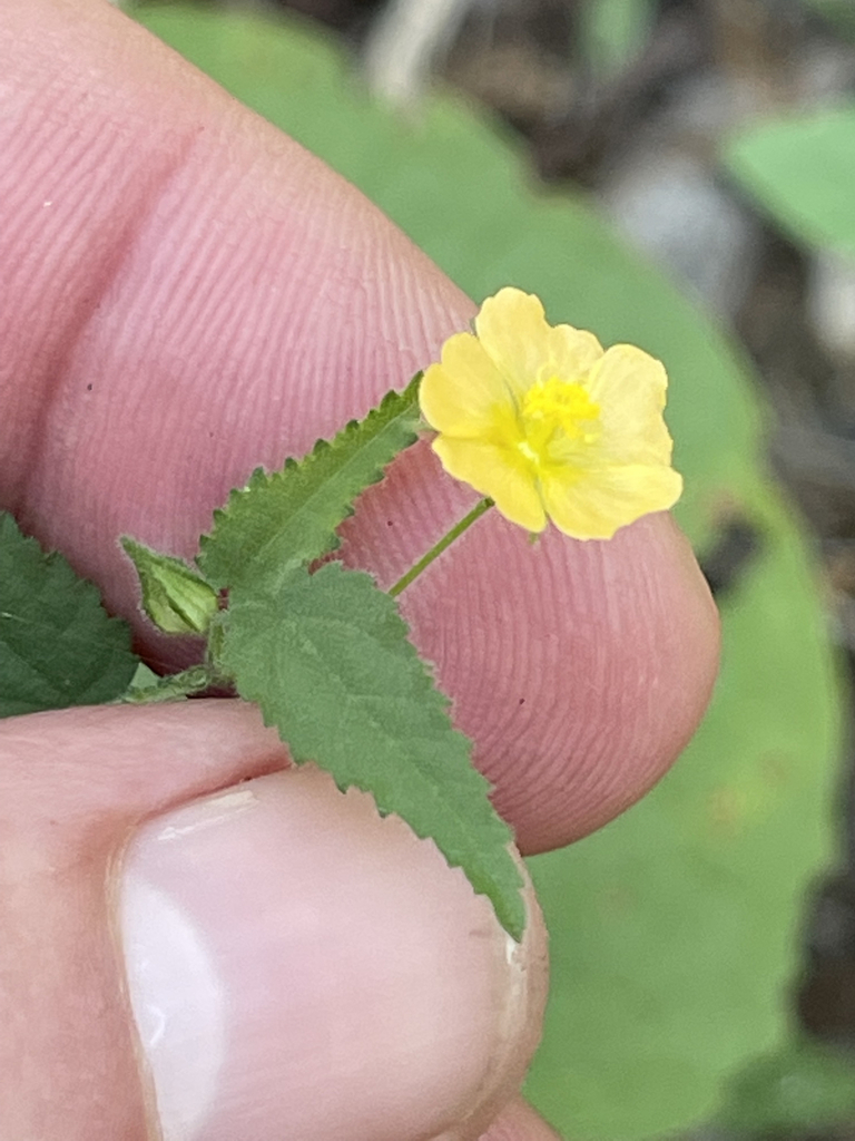 Mallow and Hibiscus Family in November 2023 by Glenn Ehrenberg ...