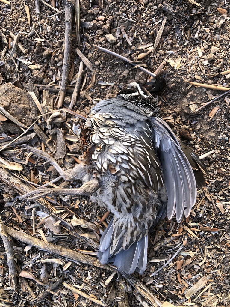 California Quail in November 2023 by John F. Green. Found dead on trail ...