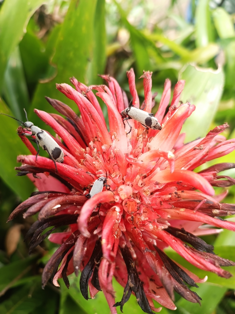 Water, Rove, Scarab, Long-horned, Leaf, and Snout Beetles from Los ...