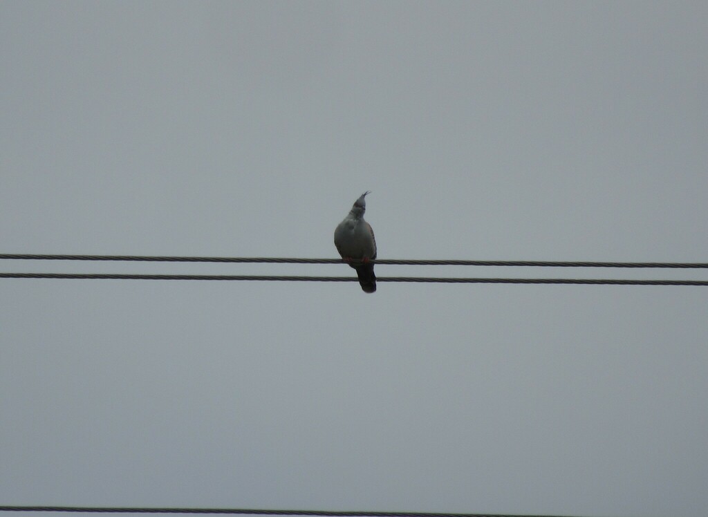 Crested Pigeon from North Lake, Perth, WA, Australia on November 15 ...
