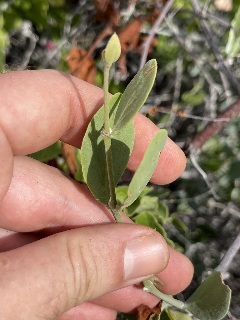 jojoba from 23572 Ligth House Point States, B.C.S., México on November ...