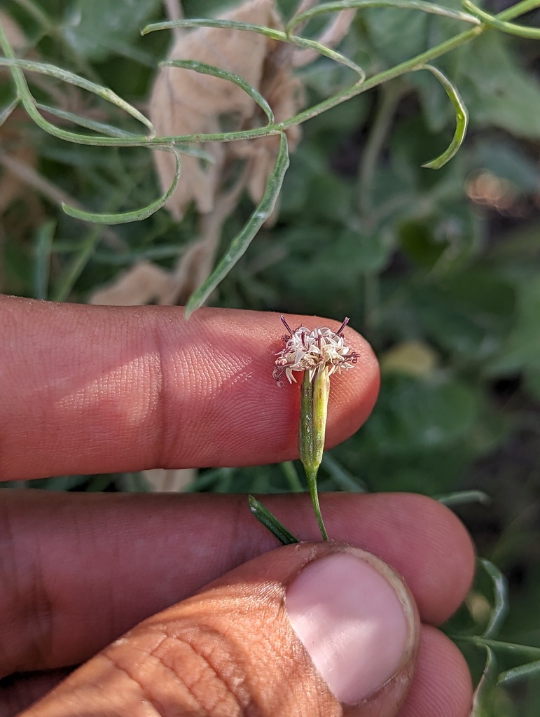 Odora in November 2023 by Abraham Sánchez Romero · iNaturalist