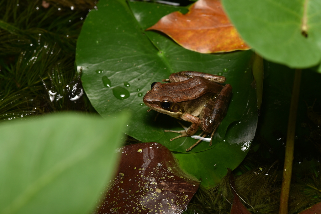 Olive Frog from 552台灣南投縣集集鎮集集 on November 14, 2023 at 06:04 PM by Yung ...