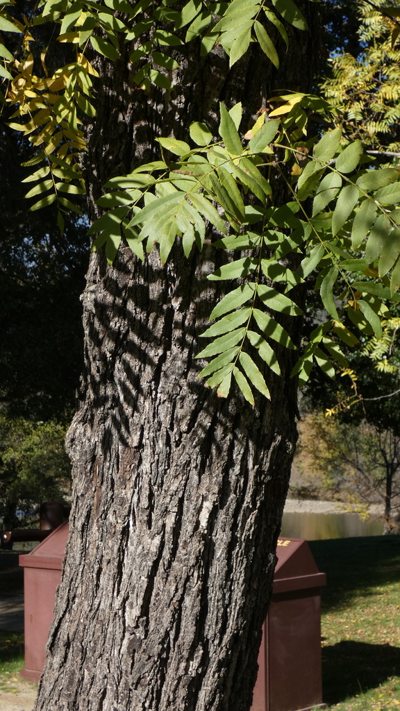 northern California black walnut from Coloma, CA, USA on November 14 ...