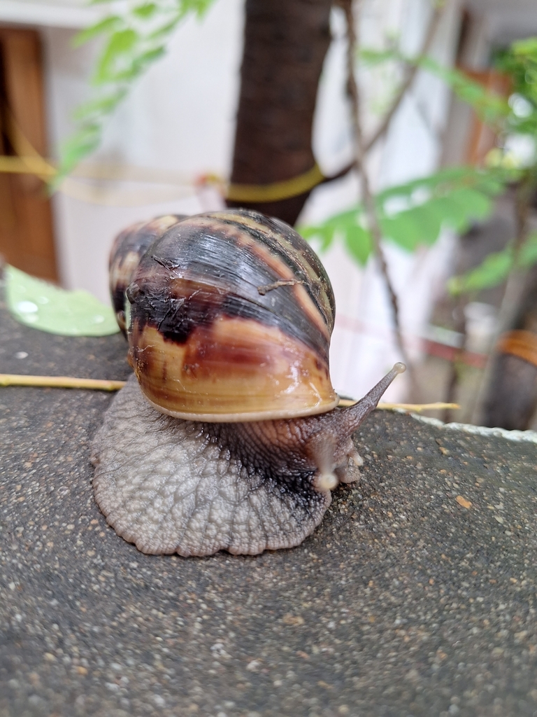 African Giant Snail from TNGO Colony, Nanganallur, Chennai, Tamil Nadu ...