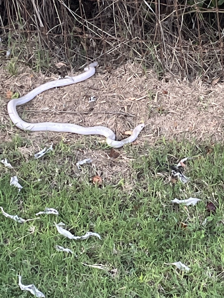 Colubrine Snakes in October 2023 by case_brine. Wow my favorite find ...