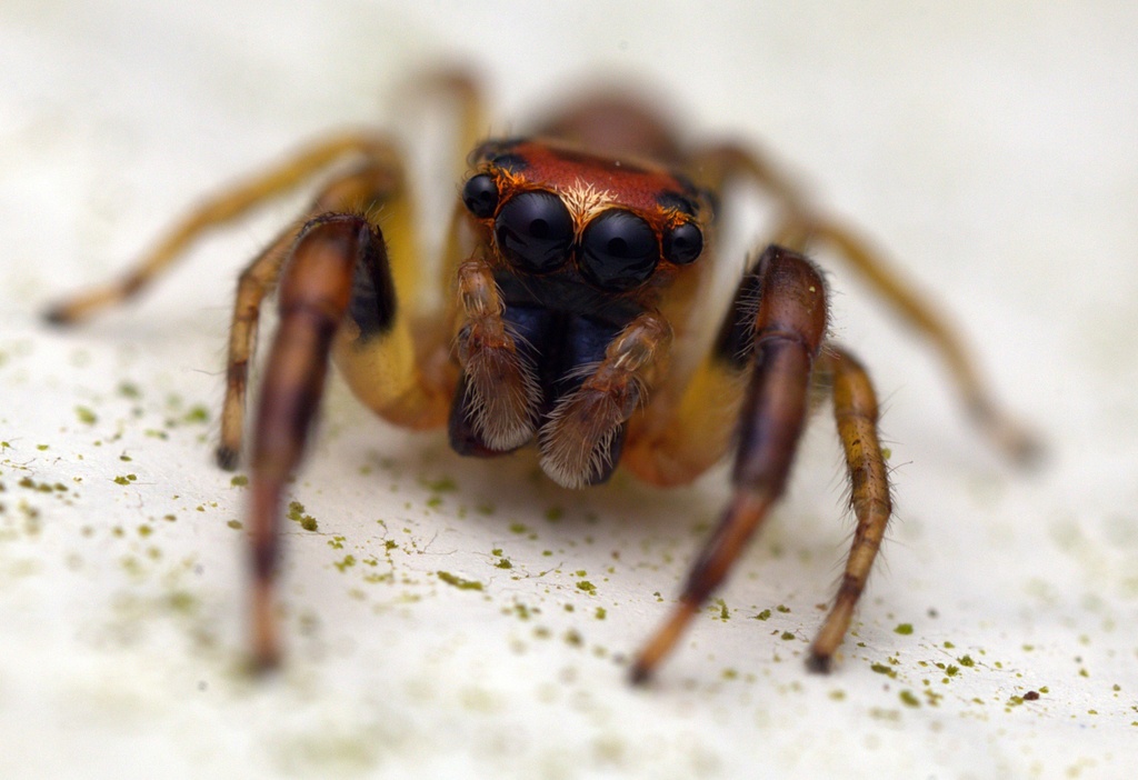 Trite from Kaeo, New Zealand on October 30, 2022 at 11:09 AM by Tom ...