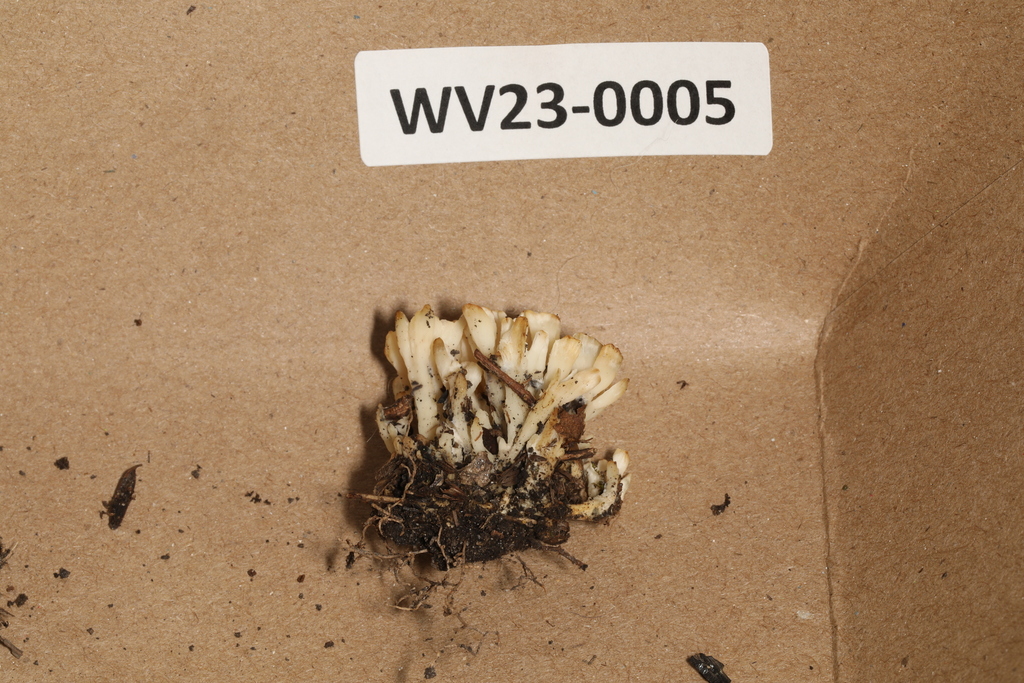 Sebacina from Centre Hall, PA 16828, USA on August 4, 2023 at 02:46 PM ...