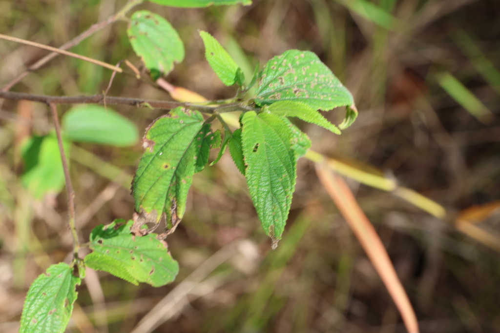 Nettle Tree from Burnett Creek QLD 4310, Australia on November 13, 2023 ...