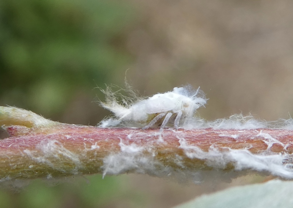 Grey planthopper from Melbourne VIC, Australia on November 15, 2023 at ...