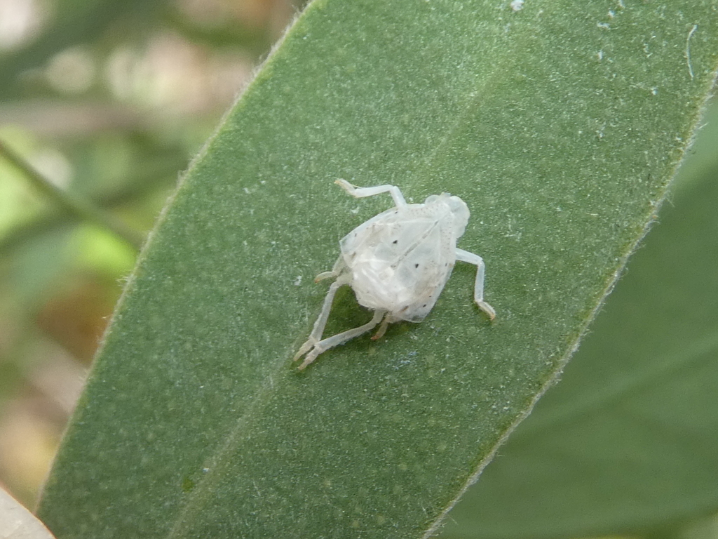 Grey planthopper from Melbourne VIC, Australia on November 15, 2023 at ...