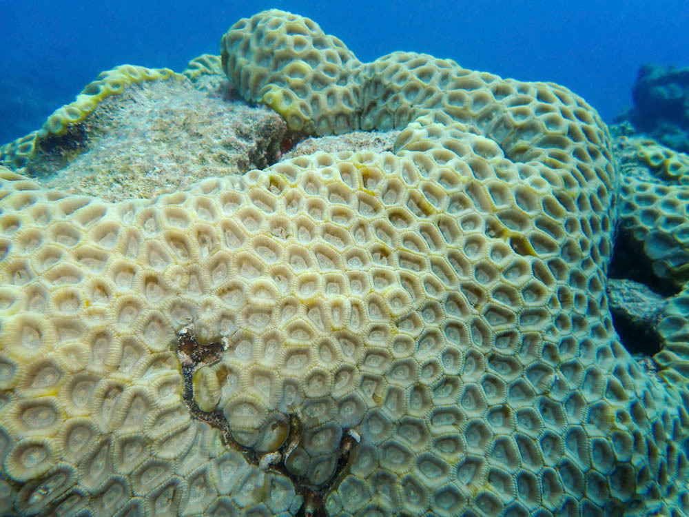 Favites vasta in October 2023 by Raphael Forns · iNaturalist