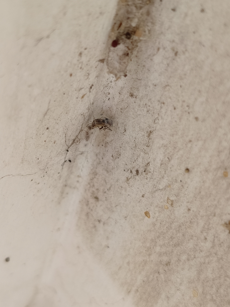 Winged and Once-winged Insects from Beijing, Beijing, CN on November 15 ...