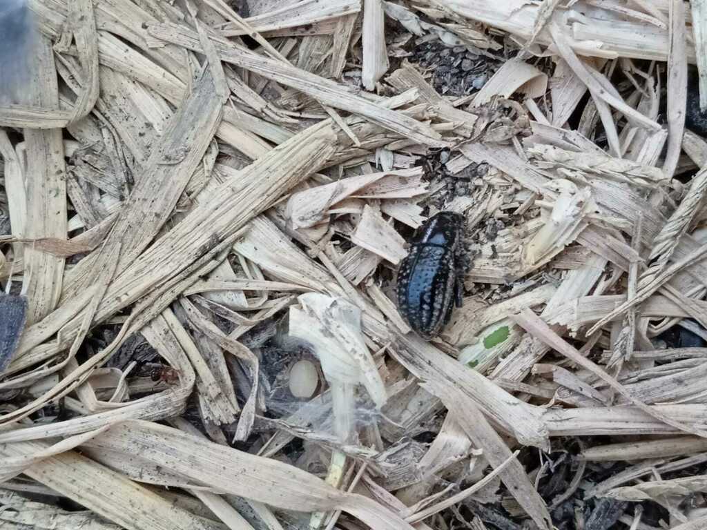 Geonemini from Punto 10 on November 8, 2023 at 11:29 PM by Cristy ...