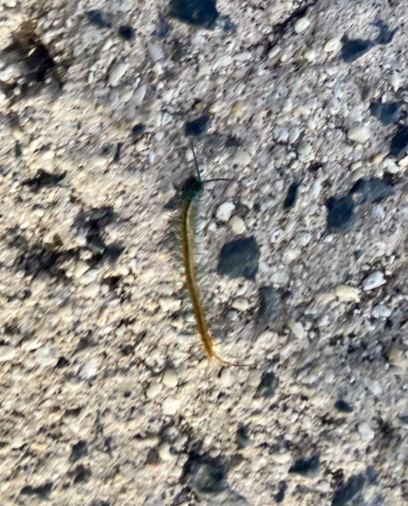 Pacific Giant Centipede from Kaanapali, HI 96761, USA on November 9 ...
