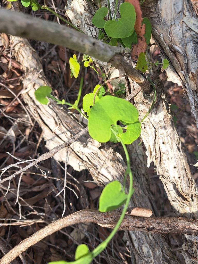 Calico-flower in November 2023 by econico · iNaturalist