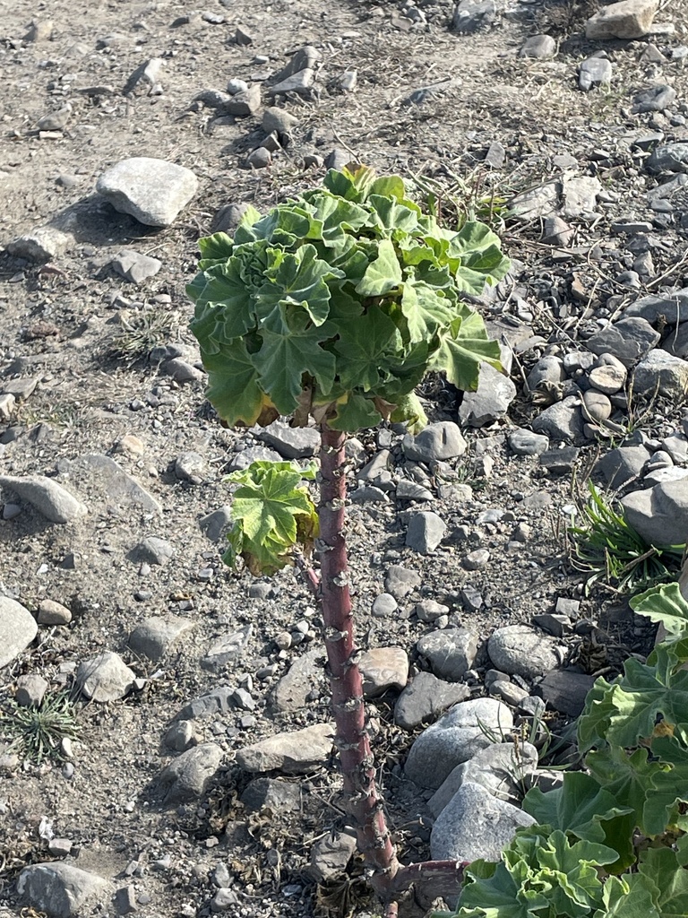 Tree Mallow from San Pedro Beach, Pacifica, CA, US on November 10, 2023 ...