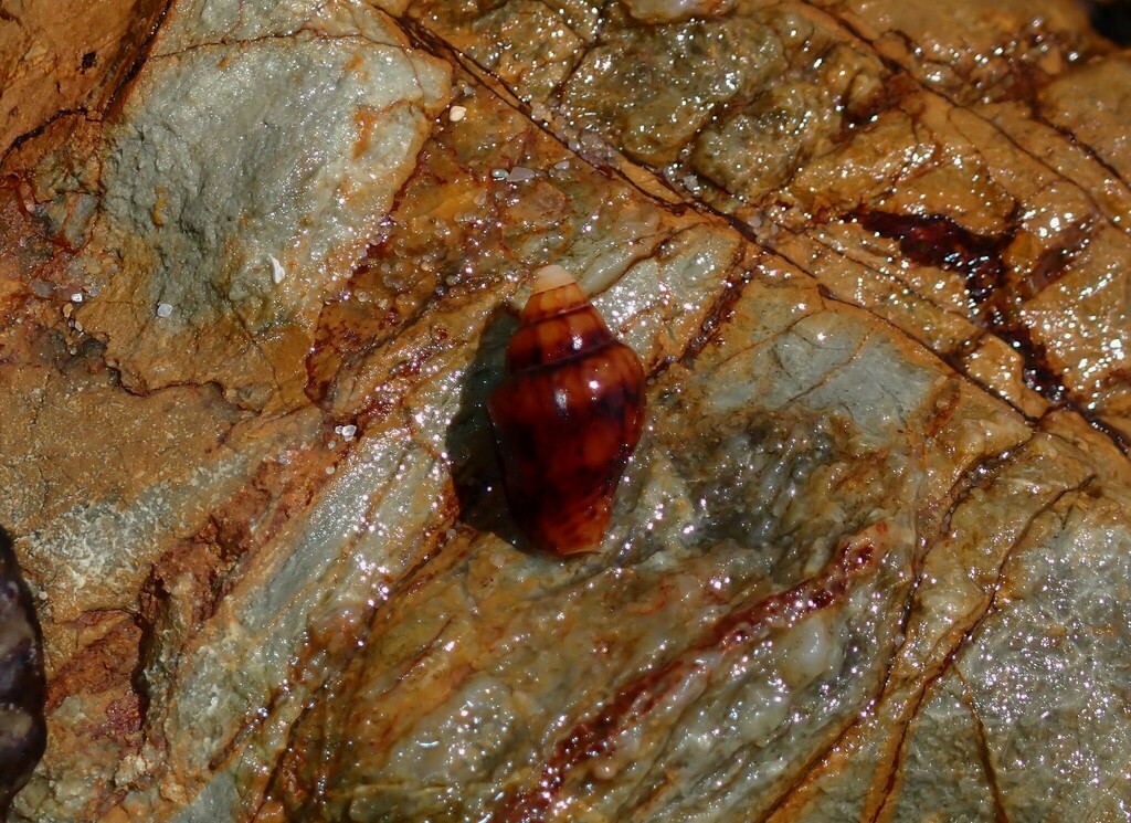 Dotted Dove Shell from Minnie Water NSW 2462, Australia on November 14 ...
