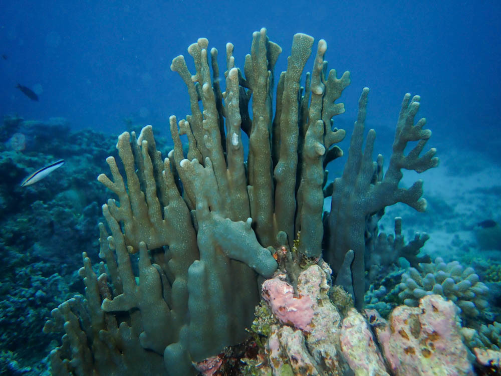blue coral in September 2023 by Raphael Forns · iNaturalist