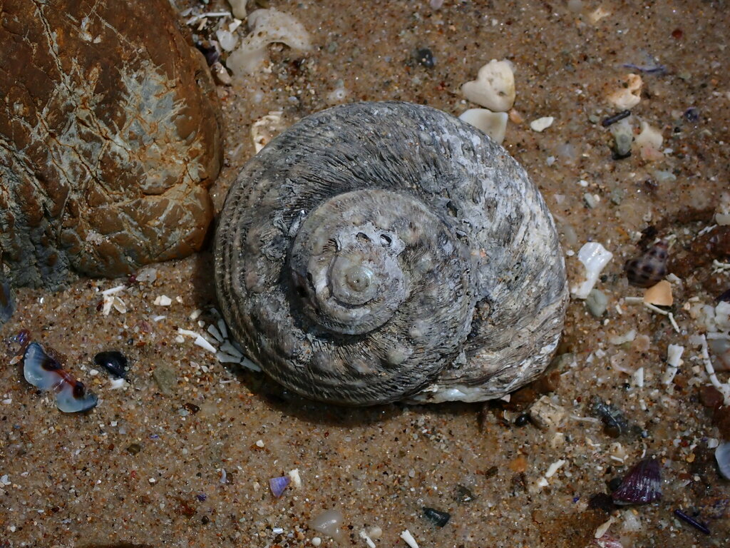 Rough turban shell from Minnie Water NSW 2462, Australia on November 14 ...