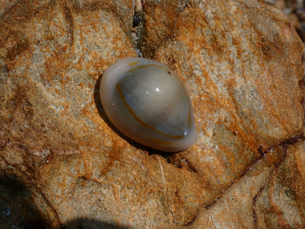 Gold Ring Cowry from Minnie Water NSW 2462, Australia on November 14 ...