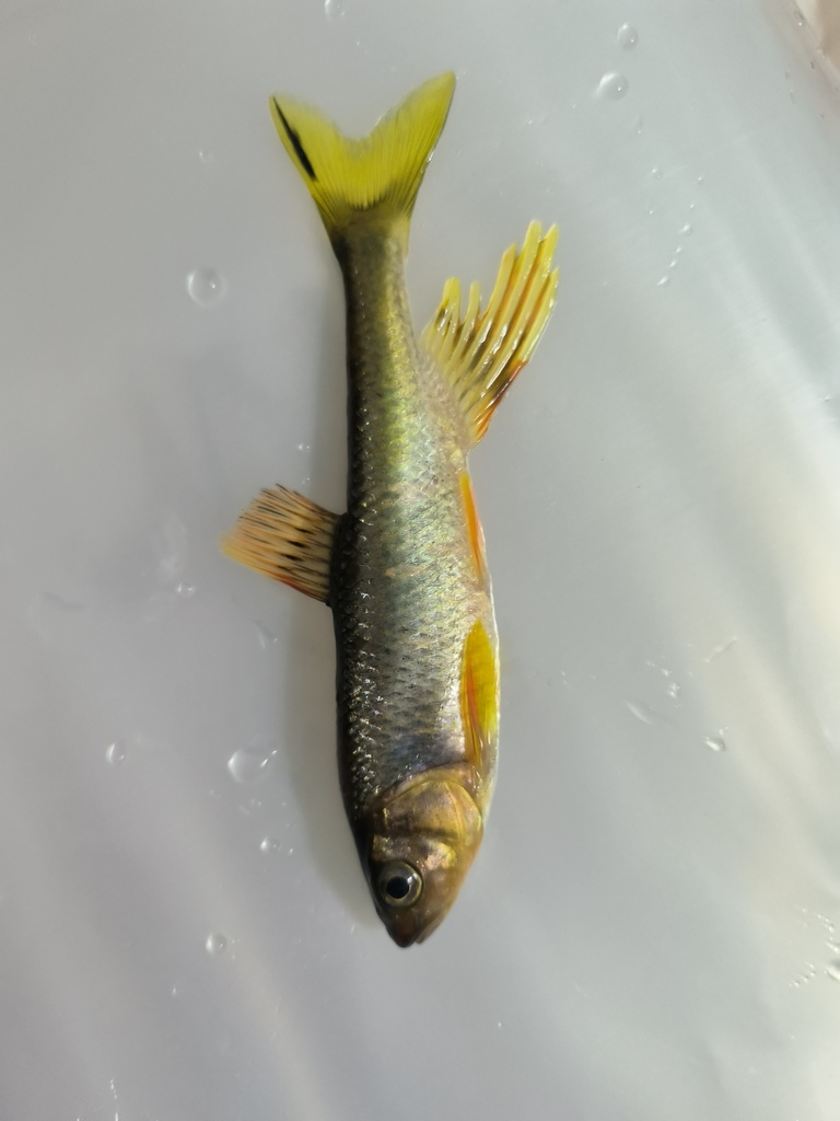 Zacco acanthogenys from 中国江西省九江市濂溪区 on October 3, 2023 at 08:42 PM by ...