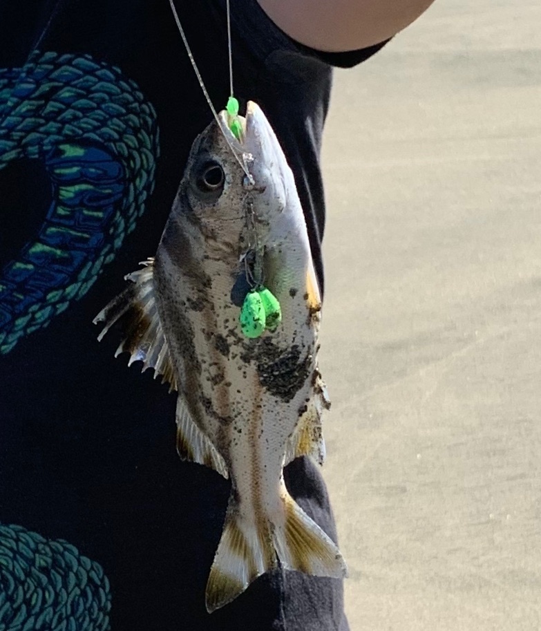 Crescent Grunter from Viti Levu on April 23, 2020 at 10:44 AM by ...