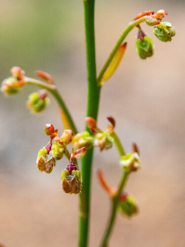 Gonocarpus cordiger · iNaturalist