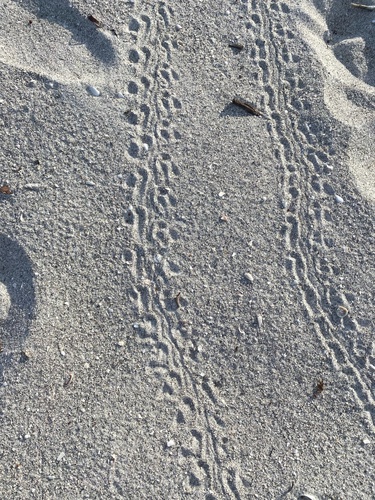 iNaturalist Tracking Database – NatureTracking