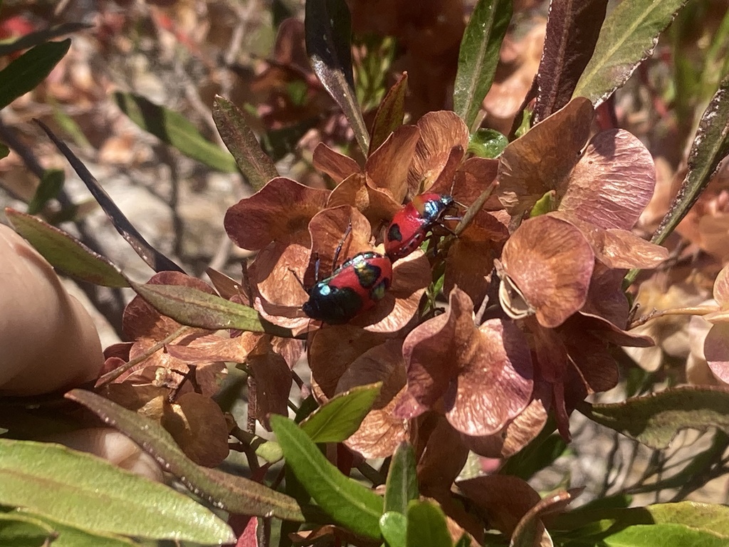 Red Jewel Bug from Adelaide International Bird Sanctuary National Park ...
