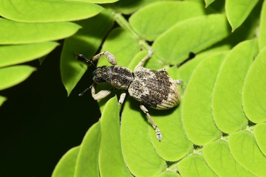 Eugnathus from 衢州古田山 on September 6, 2023 at 08:43 AM by rhinolin ...