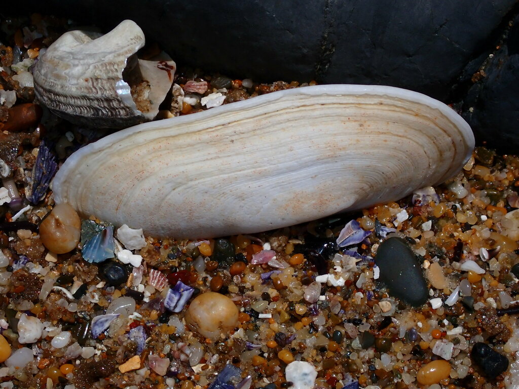 Elephant Snail from Minnie Water NSW 2462, Australia on November 14 ...