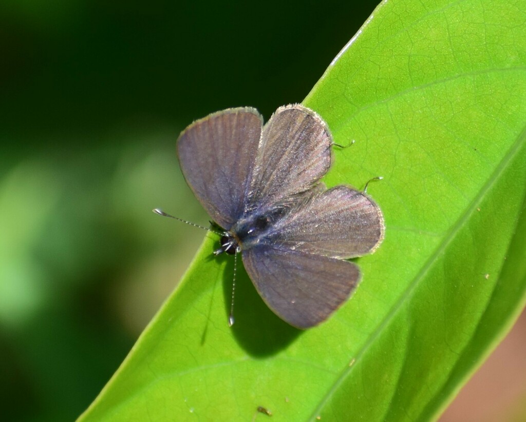 Common Line Blue from Arippa, Ammayamabalampachha, Kerala, India on ...
