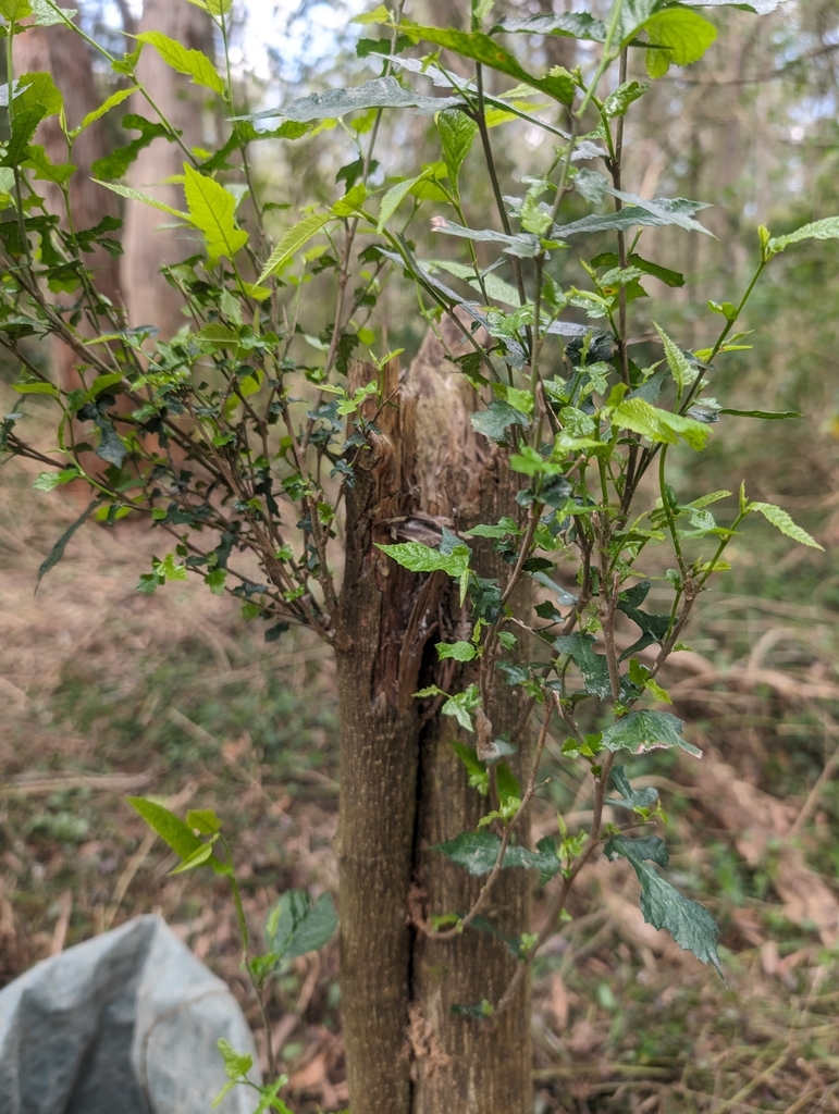 whalebone tree from Black Hill NSW 2322, Australia on November 15, 2023 ...