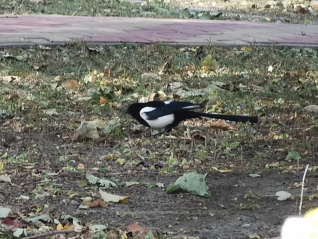 Oriental Magpie from Beijing, Beijing, CN on November 14, 2023 at 01:40 ...