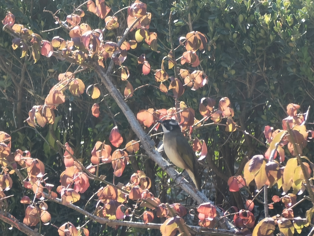 Light-vented Bulbul from Beijing, Beijing, CN on November 14, 2023 at ...