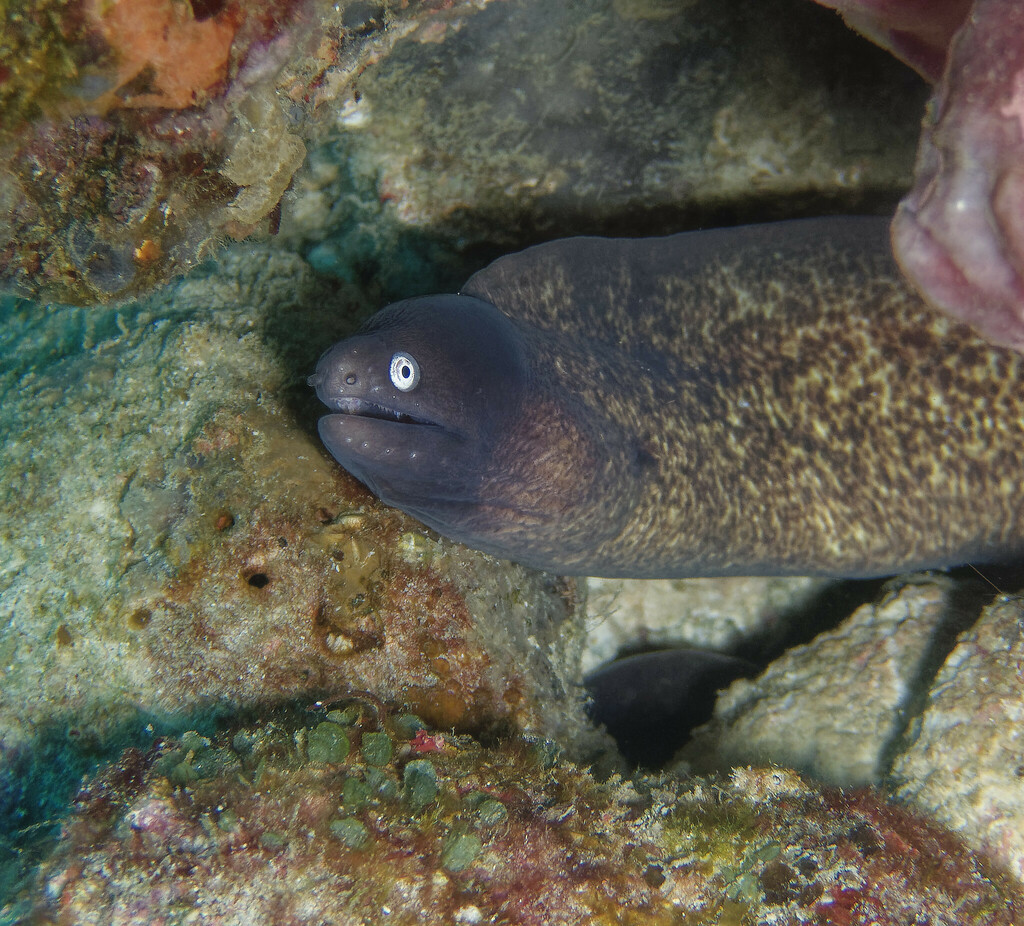 White-eyed Moray from Coconut site, Tingloy, Batangas, Philippines on ...